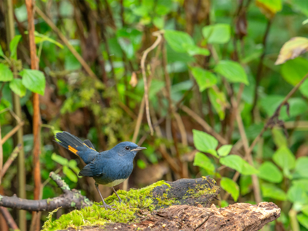 Thailand Bird Photography Tour - Thailand Bird Photography Tour and ...